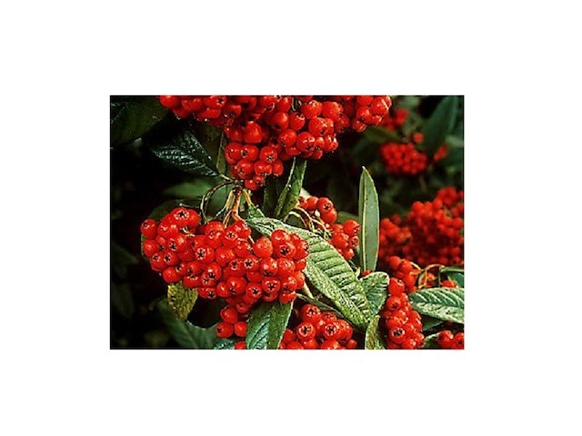 COTONEASTER watereri ´Cornubia´