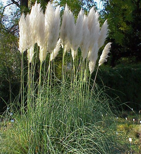 Cortaderia selloana – Pampas trava