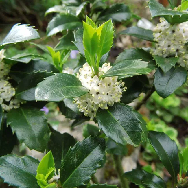 Ilex meserveae 'Heckenstar' • C15 L • Kalem 100 cm