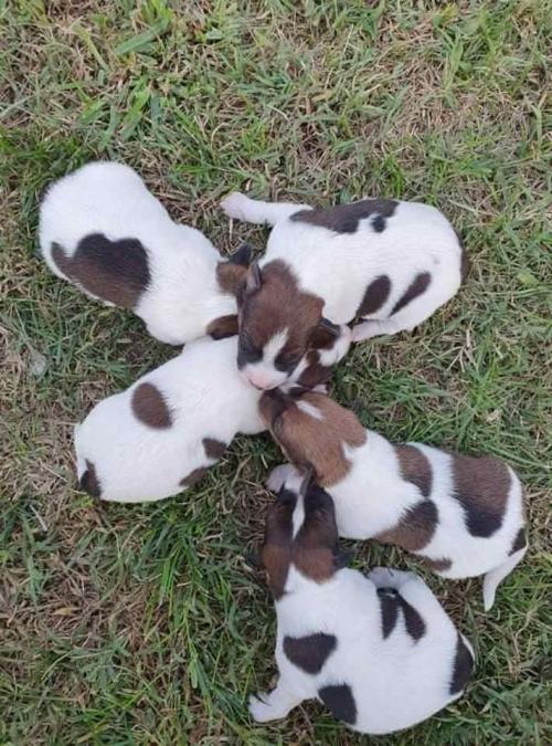 Kratkodlaki FOYTERRIER stenci od radnih roditelja