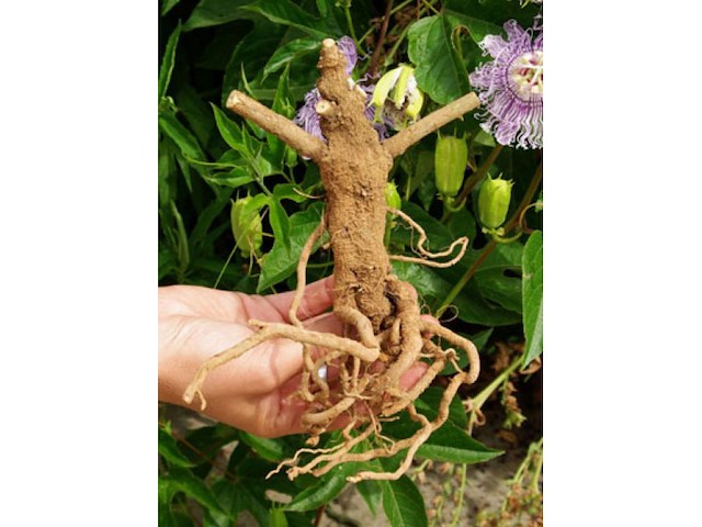 Withania somnifera - Ashwagandha ( Indijski ginseng ) s