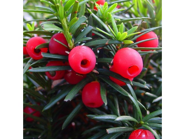 Taxus baccata - Tisa (seme)