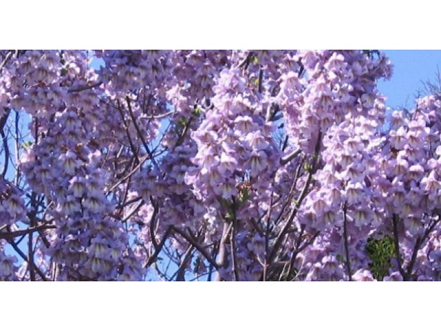 Paulownia elongata - Paulovija (500 semenki!)