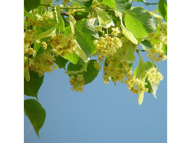 Tilia cordata - Sitnolisa lipa (seme)