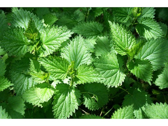 Kopriva (seme) Urtica dioica