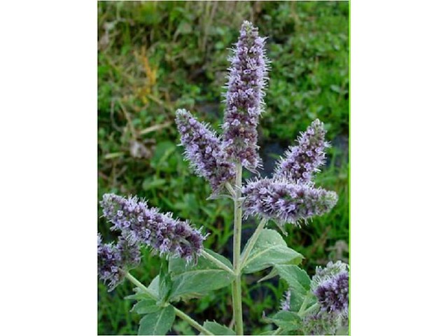 Mentha longifolia Nana (seme)