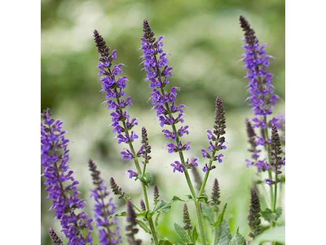 Chia - Pinole Salvia hispanica (seme)