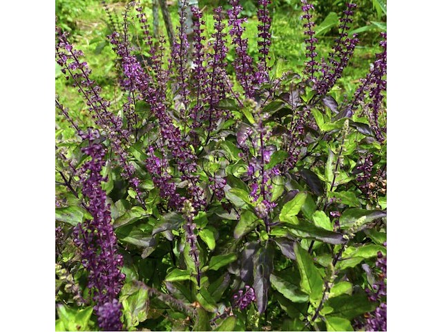 Crveni sveti bosiljak Tulusi - Red Holy Basil - Ocimum