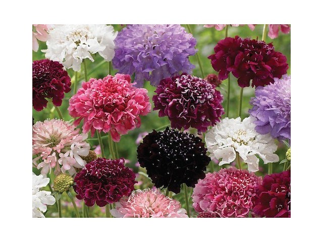 Skabijoza (seme) mix Scabiosa atropurpurea