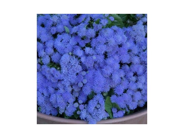 Ageratum poustonianum (seme)