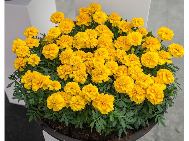 Tagetes zuti (seme) Kadifica