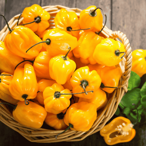 Yellow Habanero “ Odlična sorta „