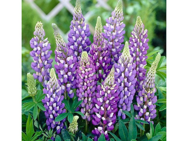 Lupinus angustifolius (seme) Plava lupina