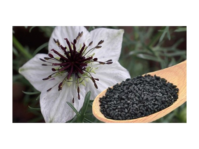 Nigella sativa (seme) Čurukot Crni kumin