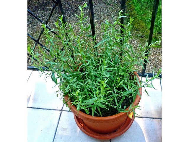 Estragon ( Artemisia dracunculus )