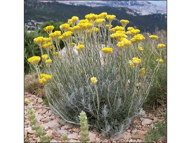 Smilje ( Kari biljka ) Helichrysum italicum seme