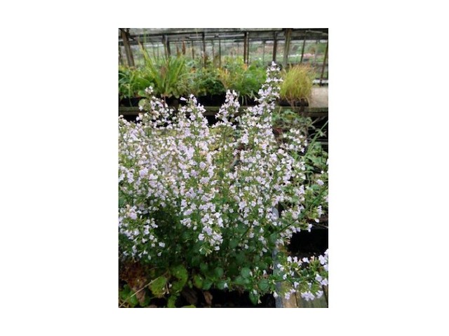 Divlji bosiljak (seme) Calamintha nepeta ssp. nepeta