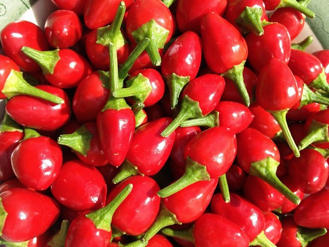 Chiltepin cili paprika (jako ljuta)