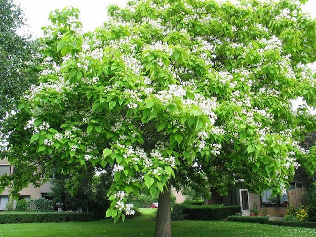 Catalpa bignonioides - Katalpa (seme)