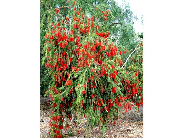 Callistemon - Kalistemon crveni (seme)