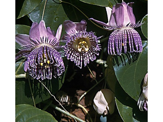 Passiflora ligularis (seme) Passion fruit