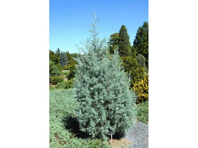 Cupressus arizonica - Arizonski cempres (seme)