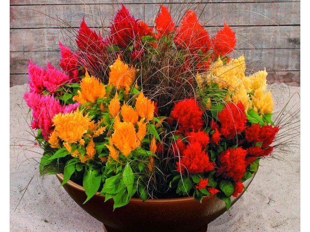 Celosia plumosa - Petlova kresta (seme)