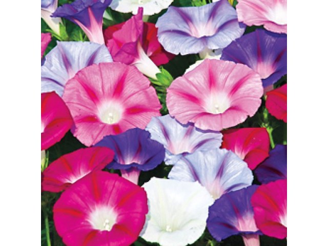 Ipomoea purpurea - Ladolez Mix (seme)