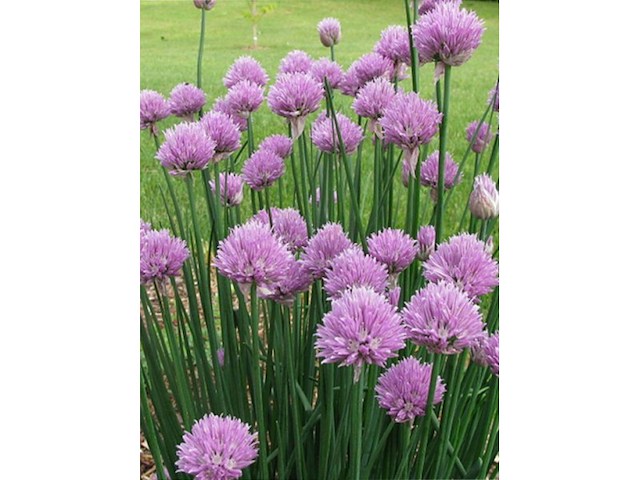 Allium schoenoprasum - Luk vlasac (seme)