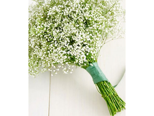 Slajer - Gypsophila elegans (seme)