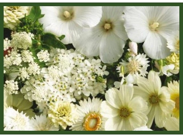 Letnje cvece mix - belo (seme)