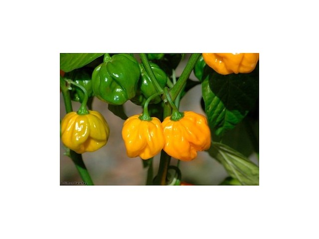 Zuti Habanero Scotch bonnet - Ljuta paprika (seme)