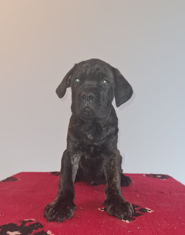 Cane Corso stenci