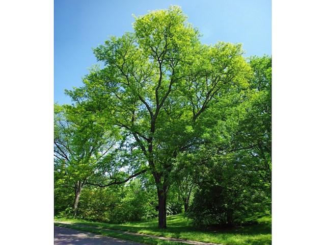 Gleditsia triacanthos (seme) Gledicija