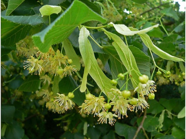 Tilia platyphyllos (seme) Krupnolisna lipa