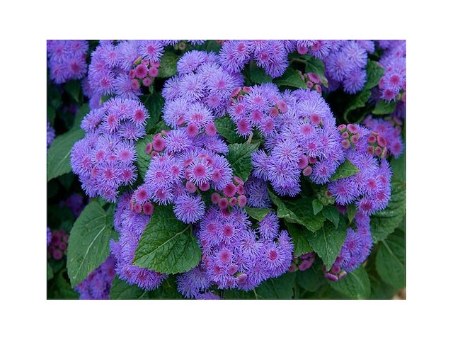 Goruca ljubav (seme) Ageratum