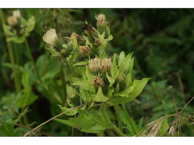 KUPUS ČIČAK - Cirsium Oleraceum