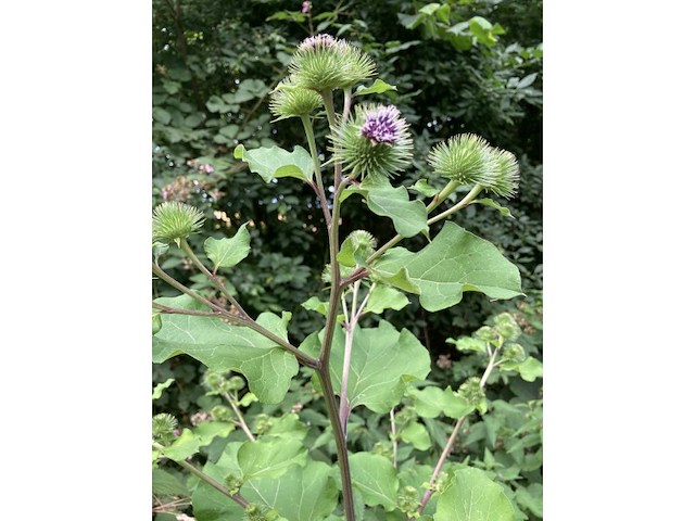 VELIKI ČIČAK - Arctium Lappa