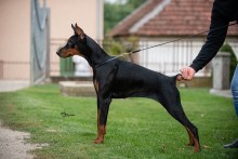 Doberman, mlada kuja