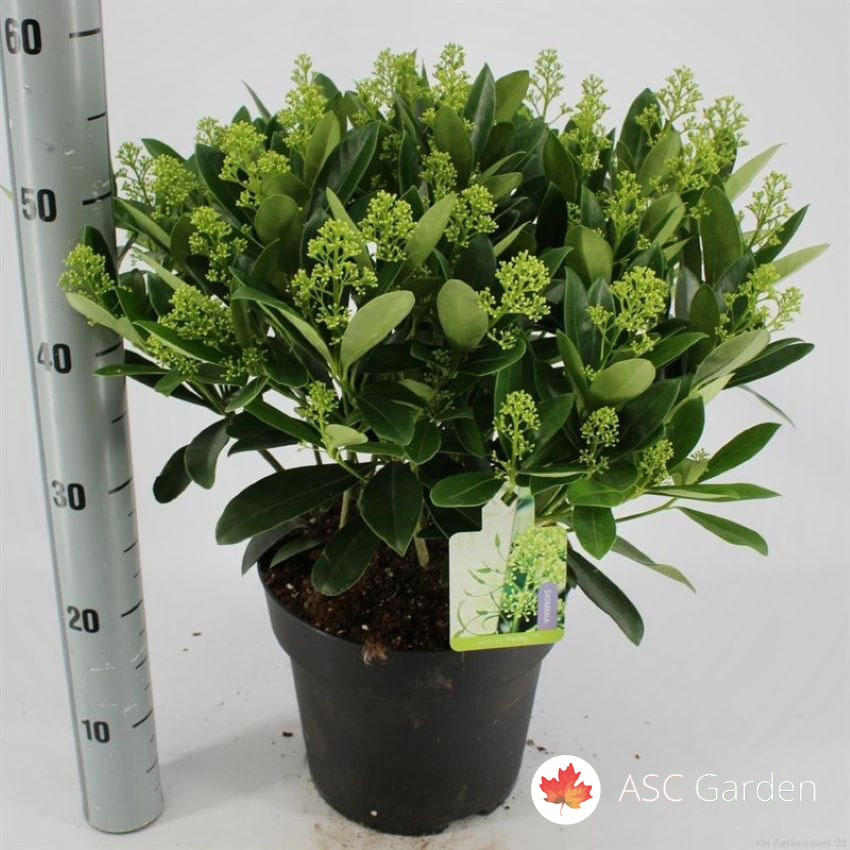 Skimmia japonica Godries Dwarf 30 cm