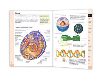 Školski anatomski atlas