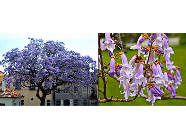 Paulownia tomentosa - Paulovnija 100 semenki!!!