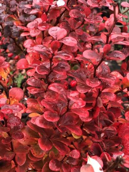 Berberis red rocket