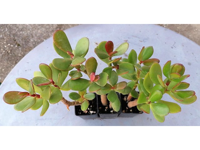 Sukulent - Crassula ovata (Drvo novca)