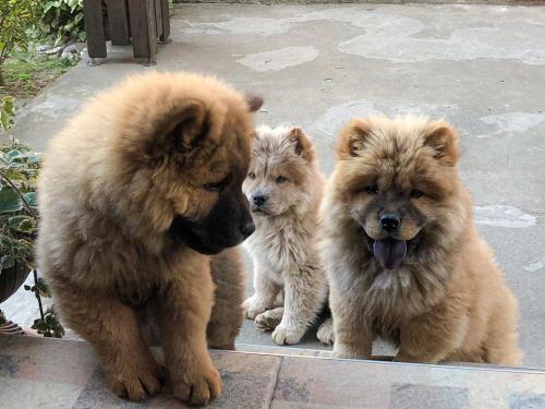 Na prodaju štenci CHOW CHOW