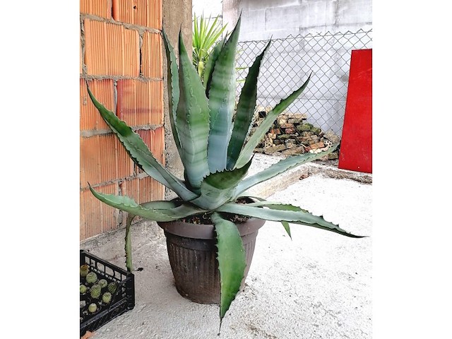 Sukulent - Agave Americana