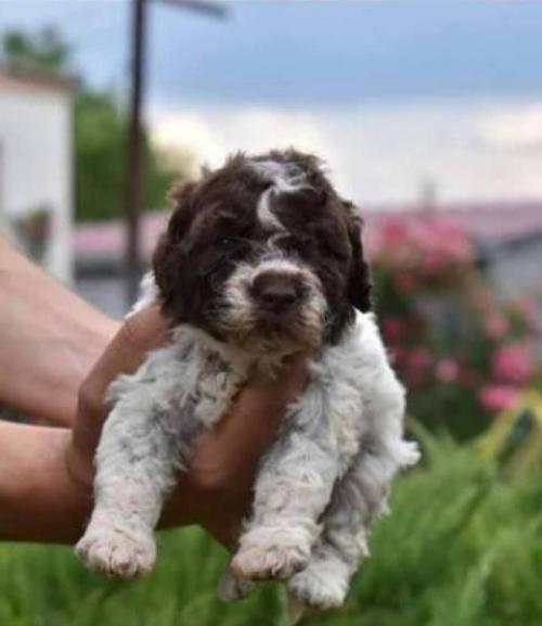 Lagotto Romagnolo štenci