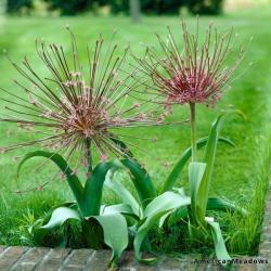 Ukrasni luk (Allium schubertii)