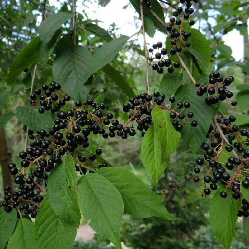 Amurska aronija seme (Prunus maackii)