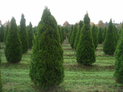 Thuja compacta – Aurea nana (120-130cm)